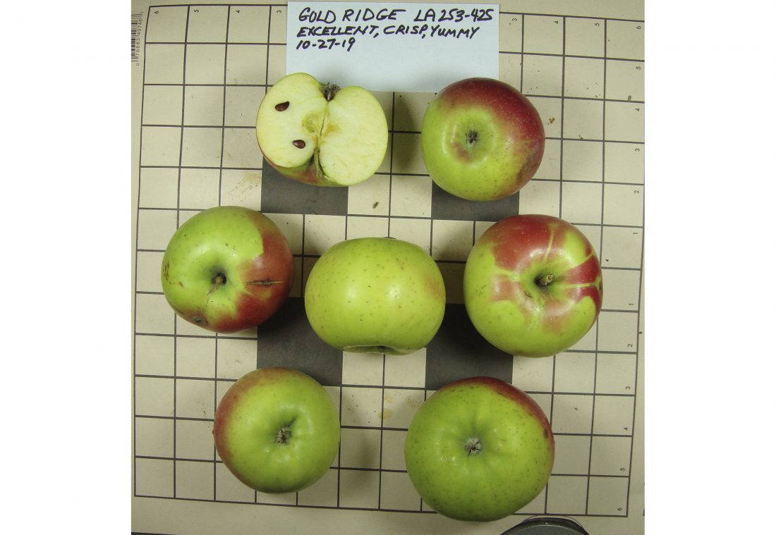 Ten pioneer-era apple types thought extinct found in US West | News ...